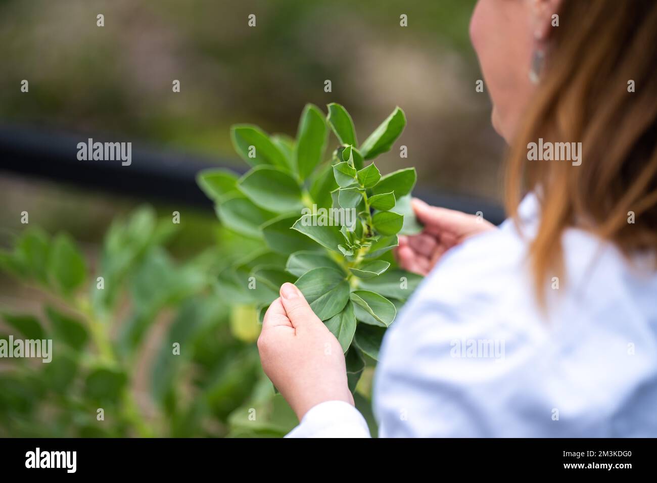 Australian agriculture research hi-res stock photography and images - Alamy
