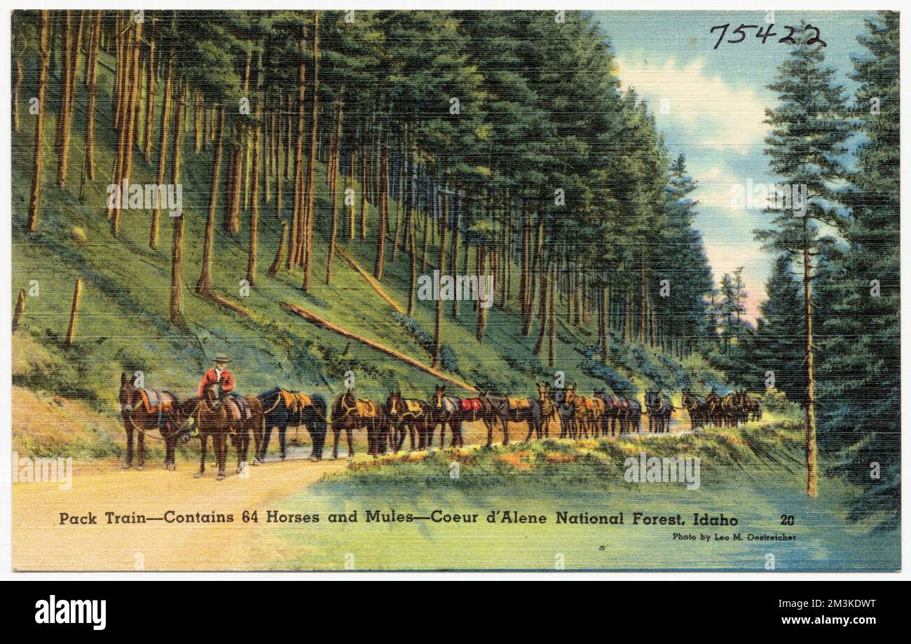 Pack train- contains 64 horses and mules- Coeur d'Alene National Forest ...