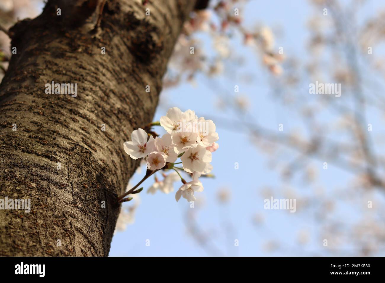 Cherry blossoms with cherry blossom tree pillar on the blue sky. Spring ...