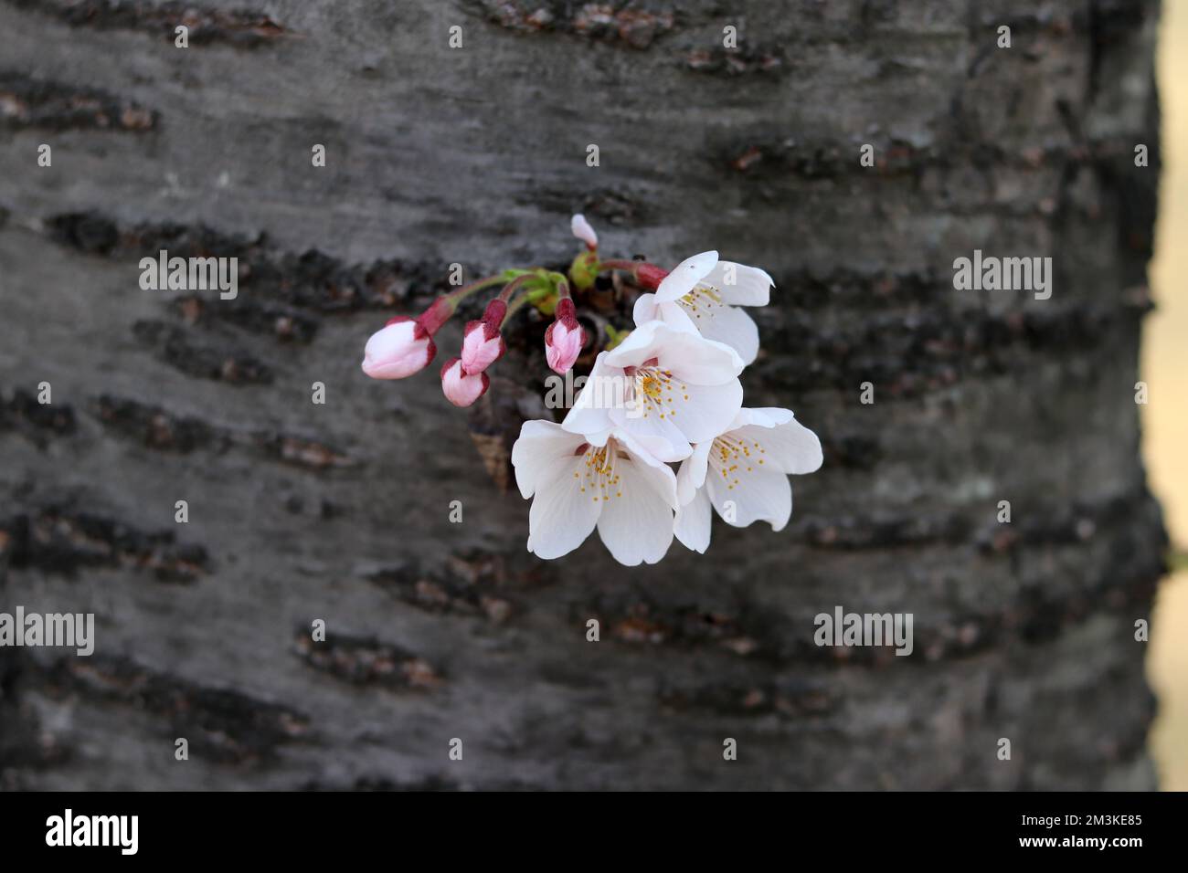 Cherry blossoms with cherry blossom tree pillar. Spring flower festival ...