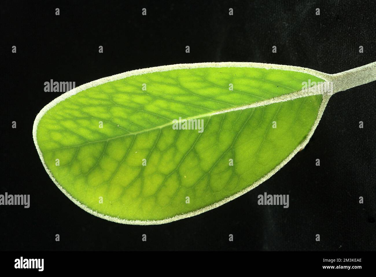 Oleria daisy leaf patterns Stock Photo - Alamy