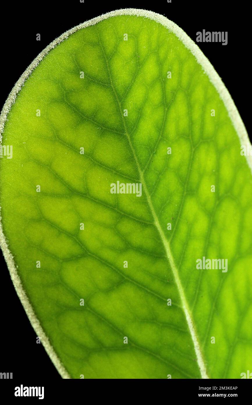 Oleria daisy leaf patterns Stock Photo - Alamy