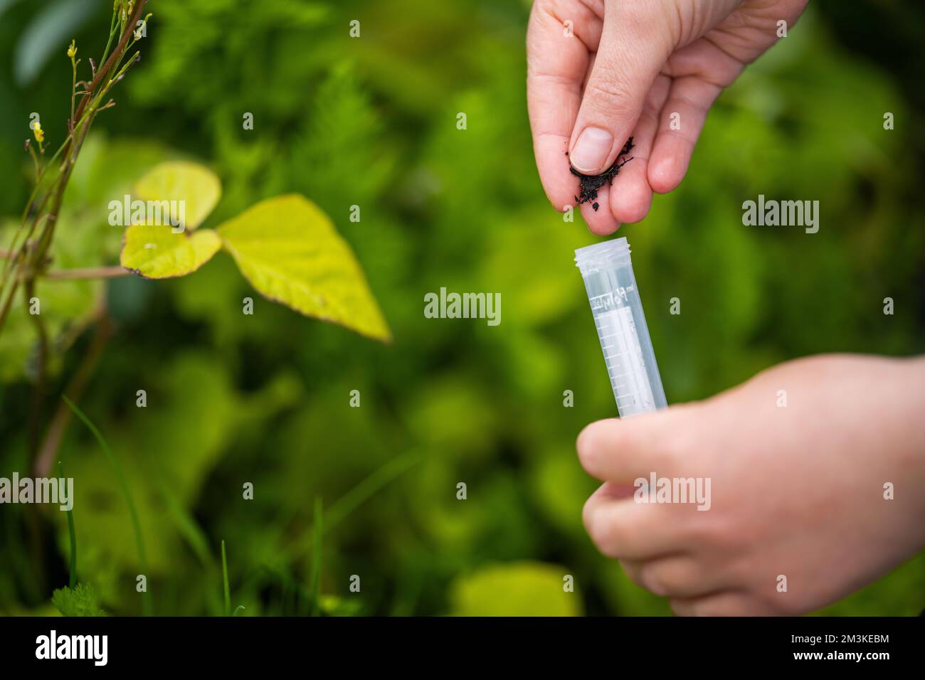 female scientist studying agricultural research. woman farmer breeding ...
