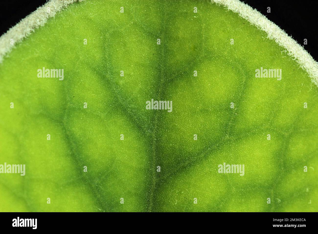 Daisy leaf hi-res stock photography and images - Alamy