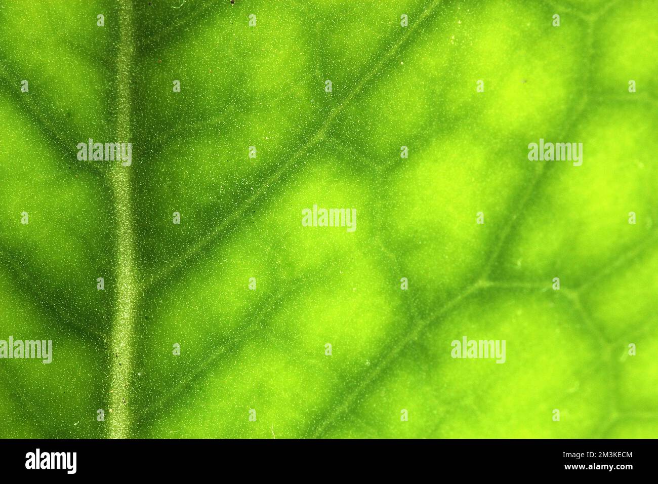 Daisy patterns hi-res stock photography and images - Alamy