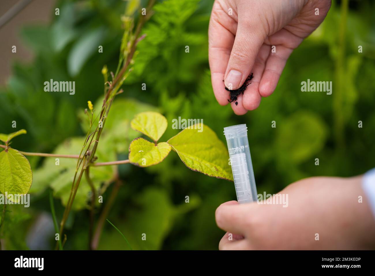 female scientist studying agricultural research. woman farmer breeding ...