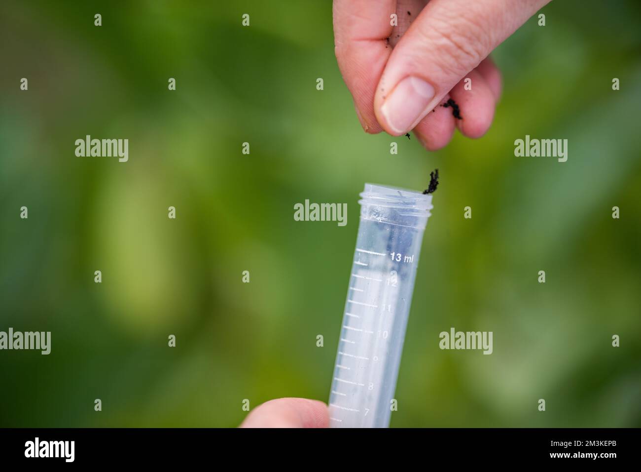 female scientist studying agricultural research. woman farmer breeding ...