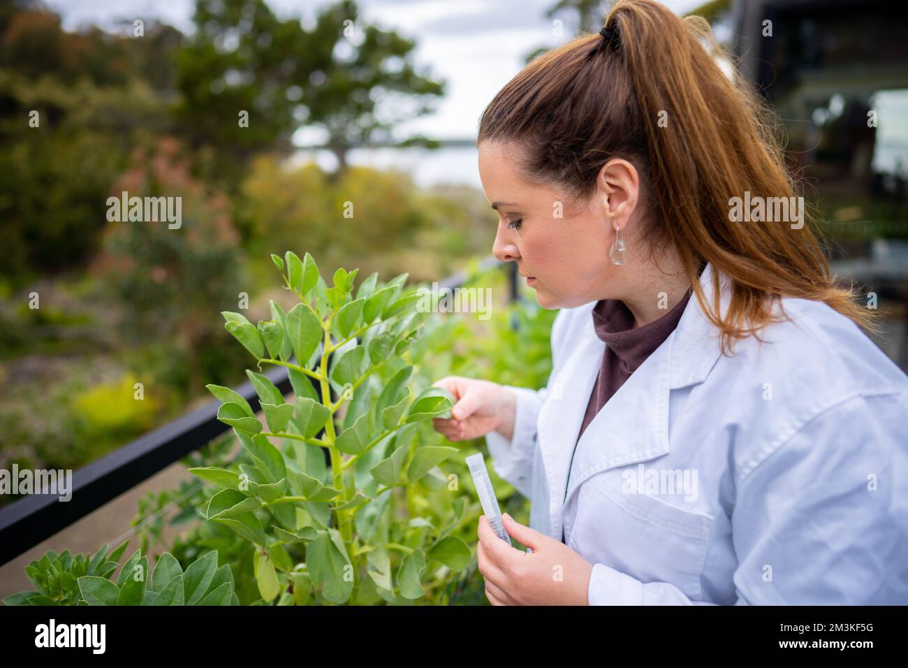 Australian agriculture research hi-res stock photography and images - Alamy