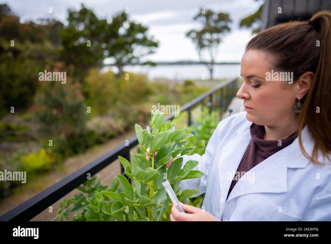 female scientist student in a university. studying plant science doing ...