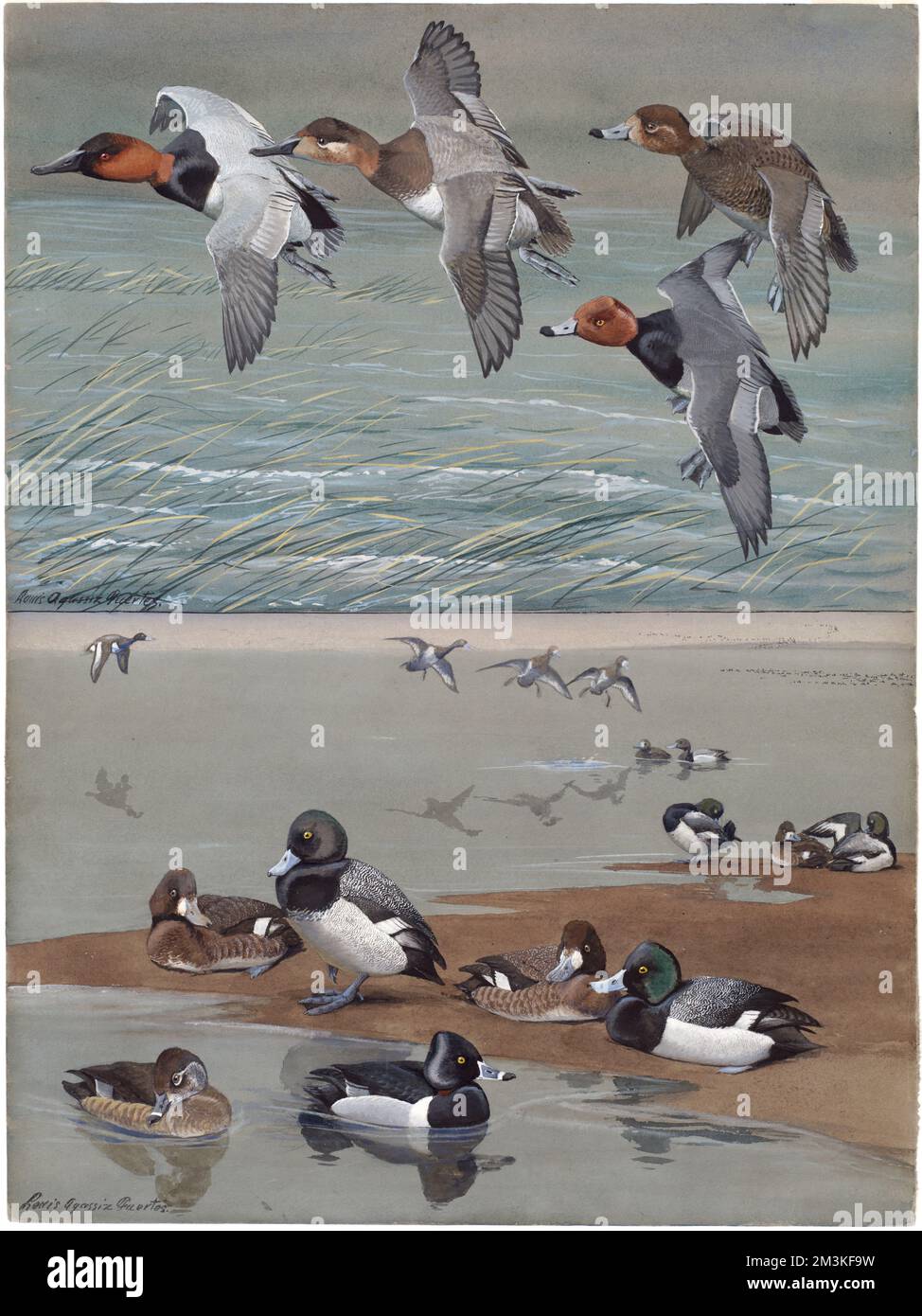 Panel 15: Canvas-back, Redhead, Lesser Scaup Duck, Scaup Duck, Red ...