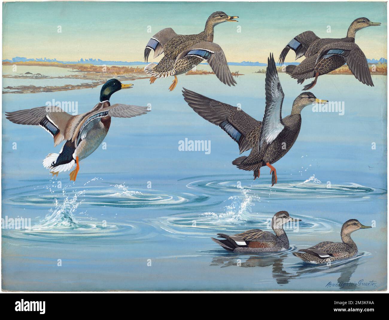 Panel 12: Mallard, Black Duck, Red-legged Black Duck, Gadwall , Gadwall ...