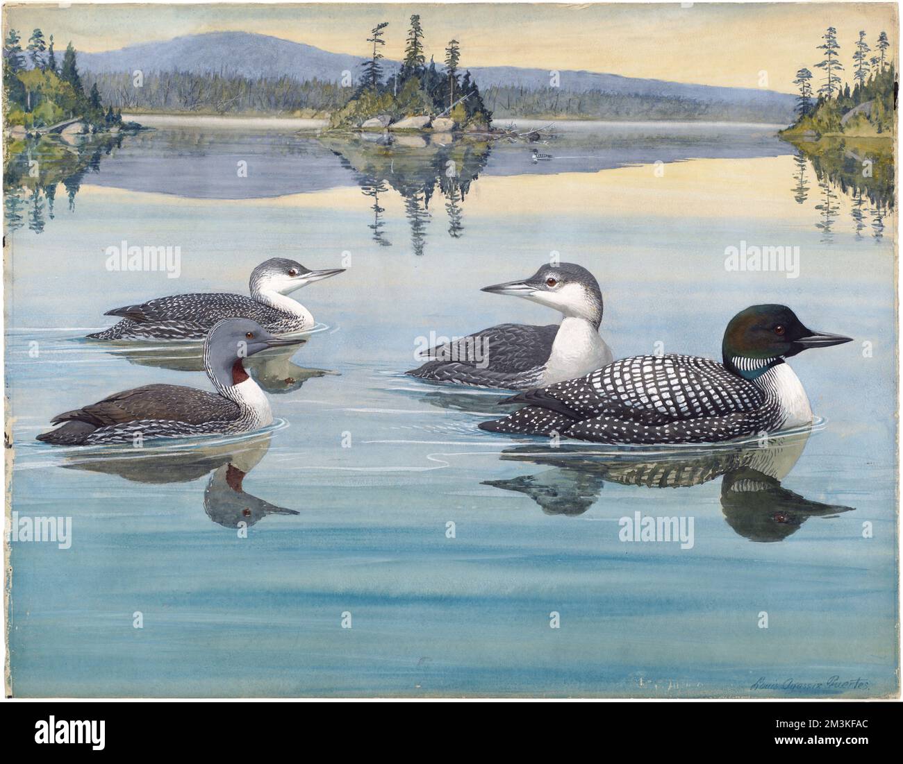 Red throat loons hi-res stock photography and images - Alamy