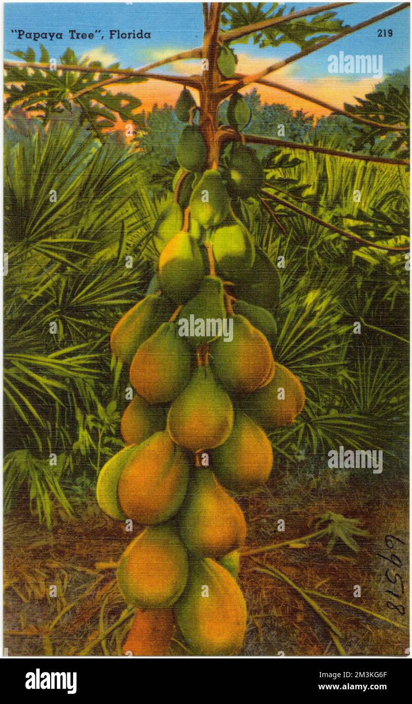 'Papaya Tree', Florida , Tichnor Brothers Collection, postcards of the ...