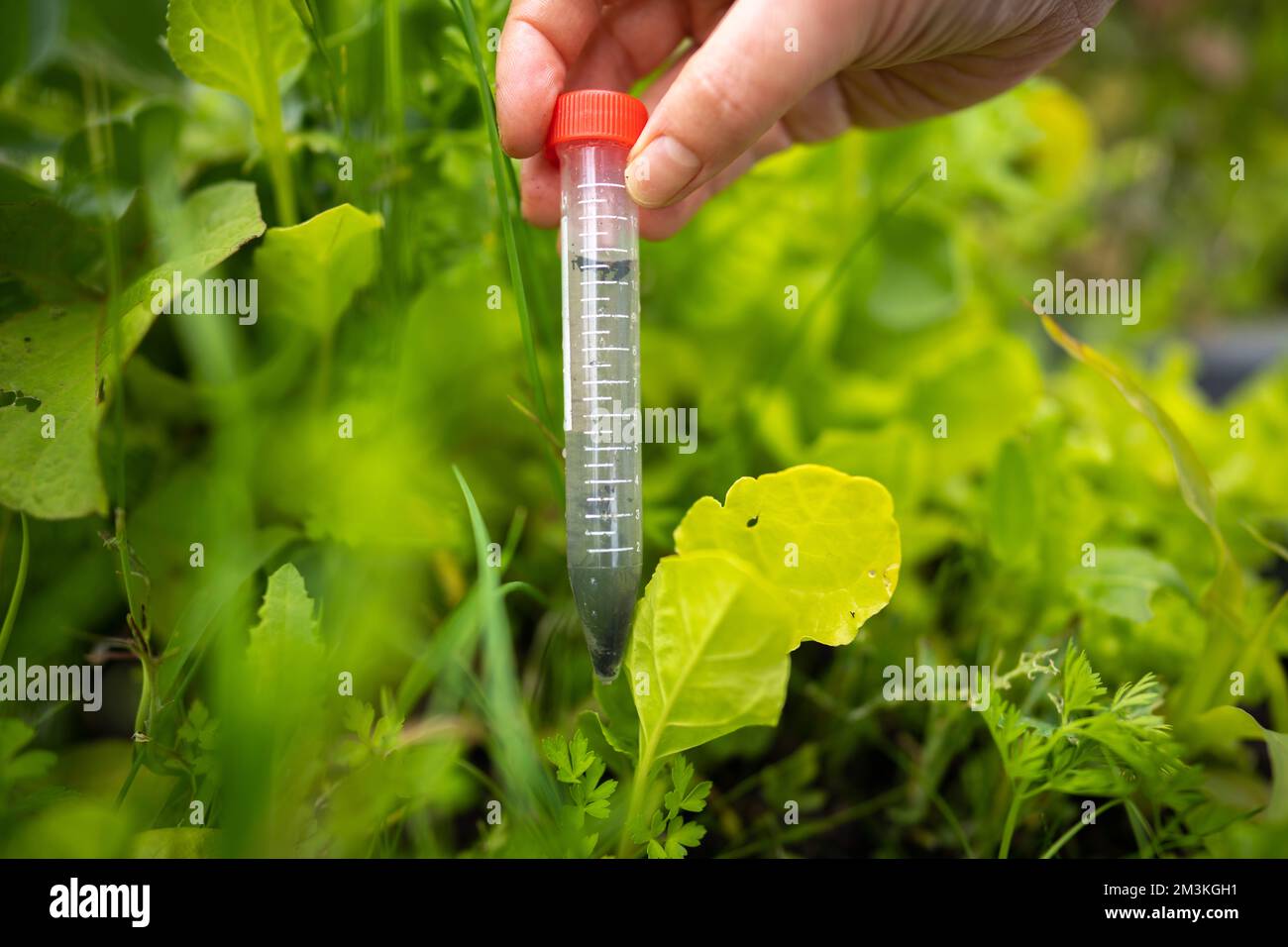 female scientist studying agricultural research. woman farmer breeding ...