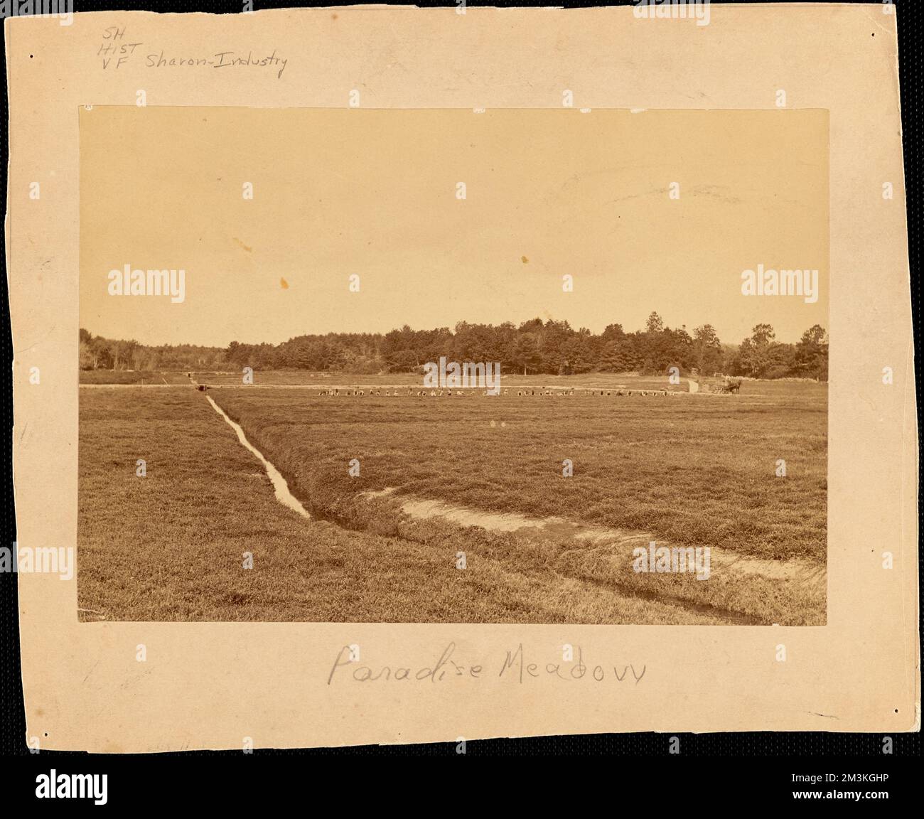 Paradise Meadow, cranberry bog , Cranberries, Wetlands. Sharon Public ...