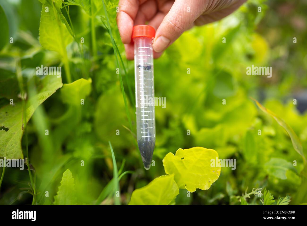 female scientist studying agricultural research. woman farmer breeding ...