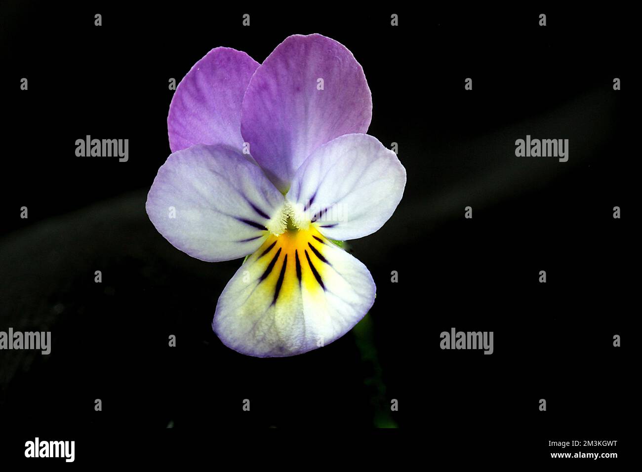 Purple pansey hi-res stock photography and images - Alamy