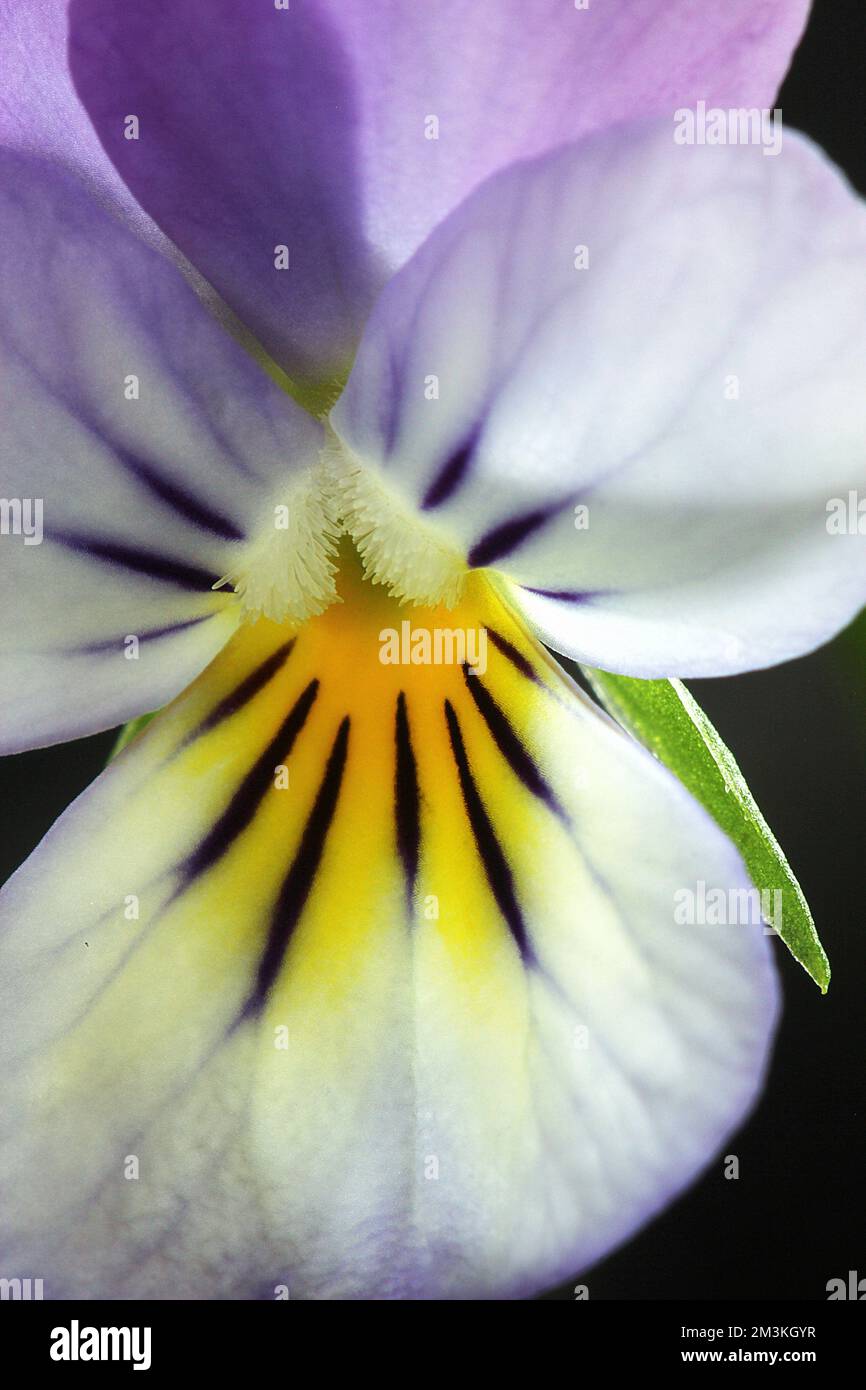 Purple pansey hi-res stock photography and images - Alamy