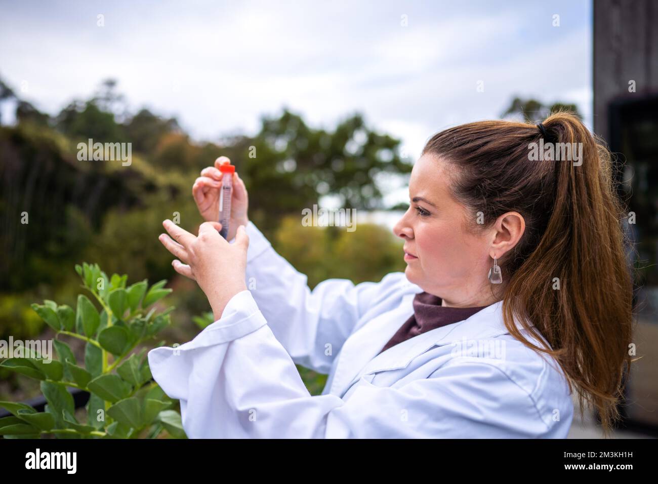 female scientist studying agricultural research. woman farmer breeding ...