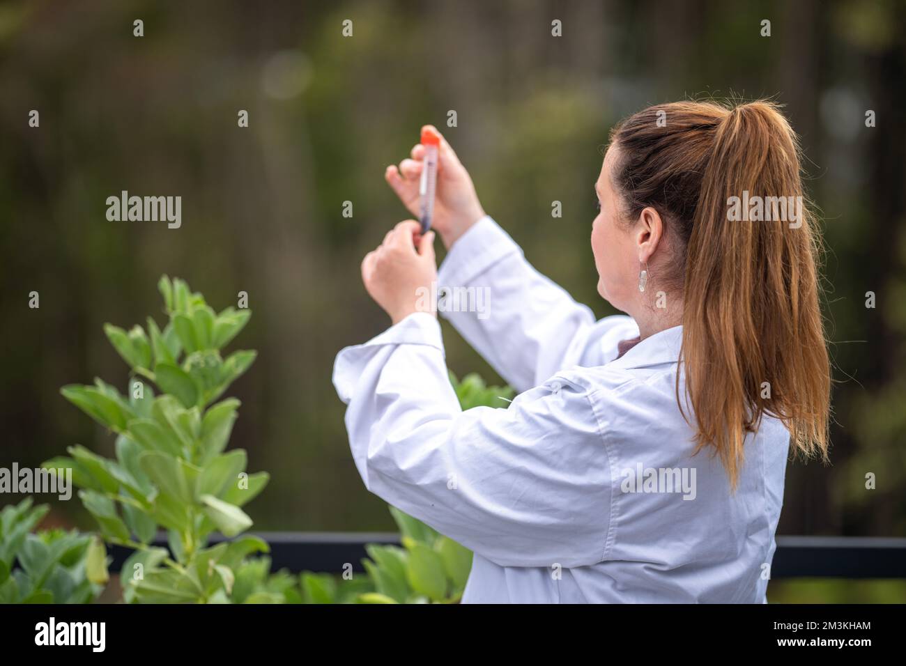 female scientist studying agricultural research. woman farmer breeding ...