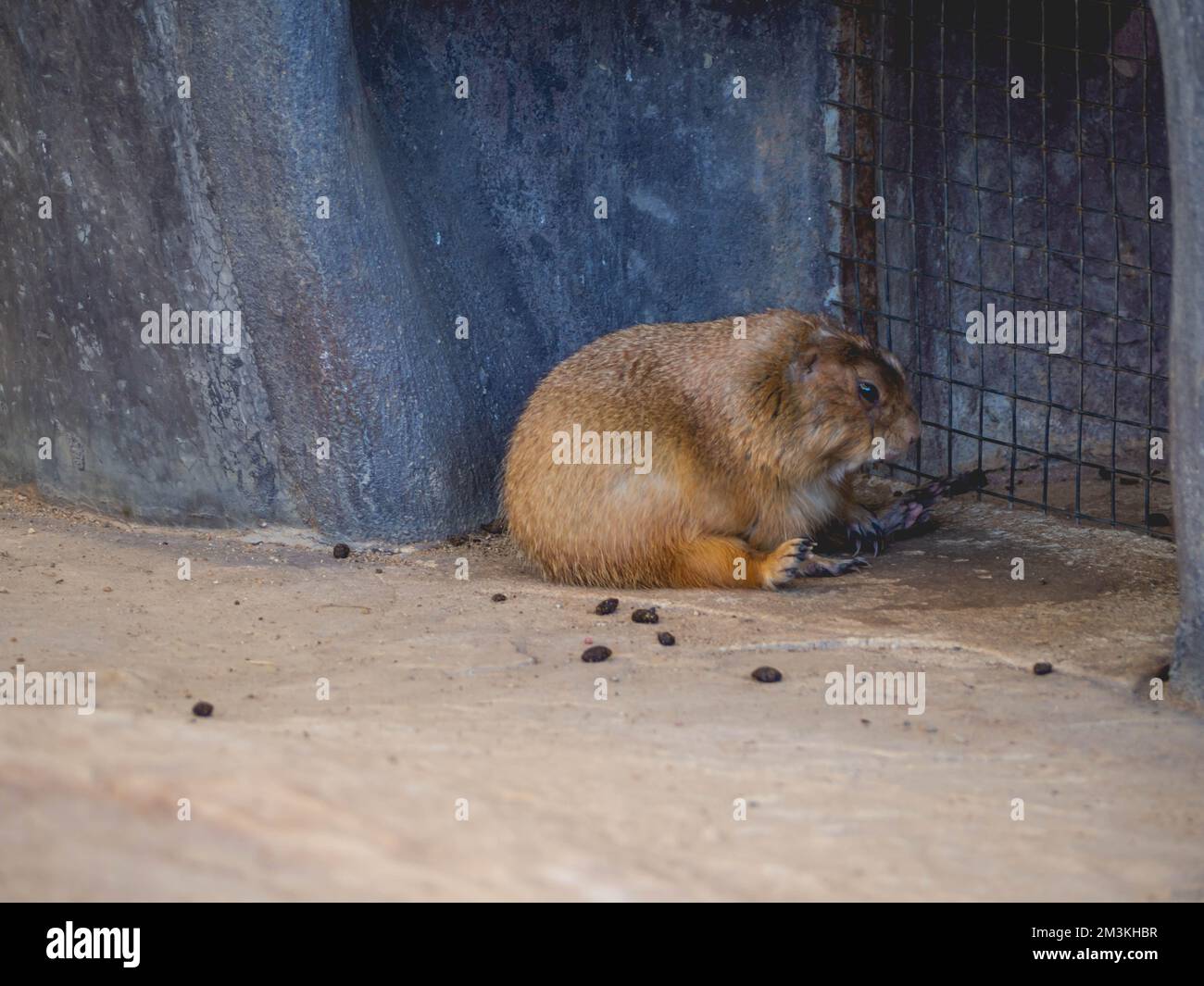 Colorado prairie dogs hi-res stock photography and images - Alamy