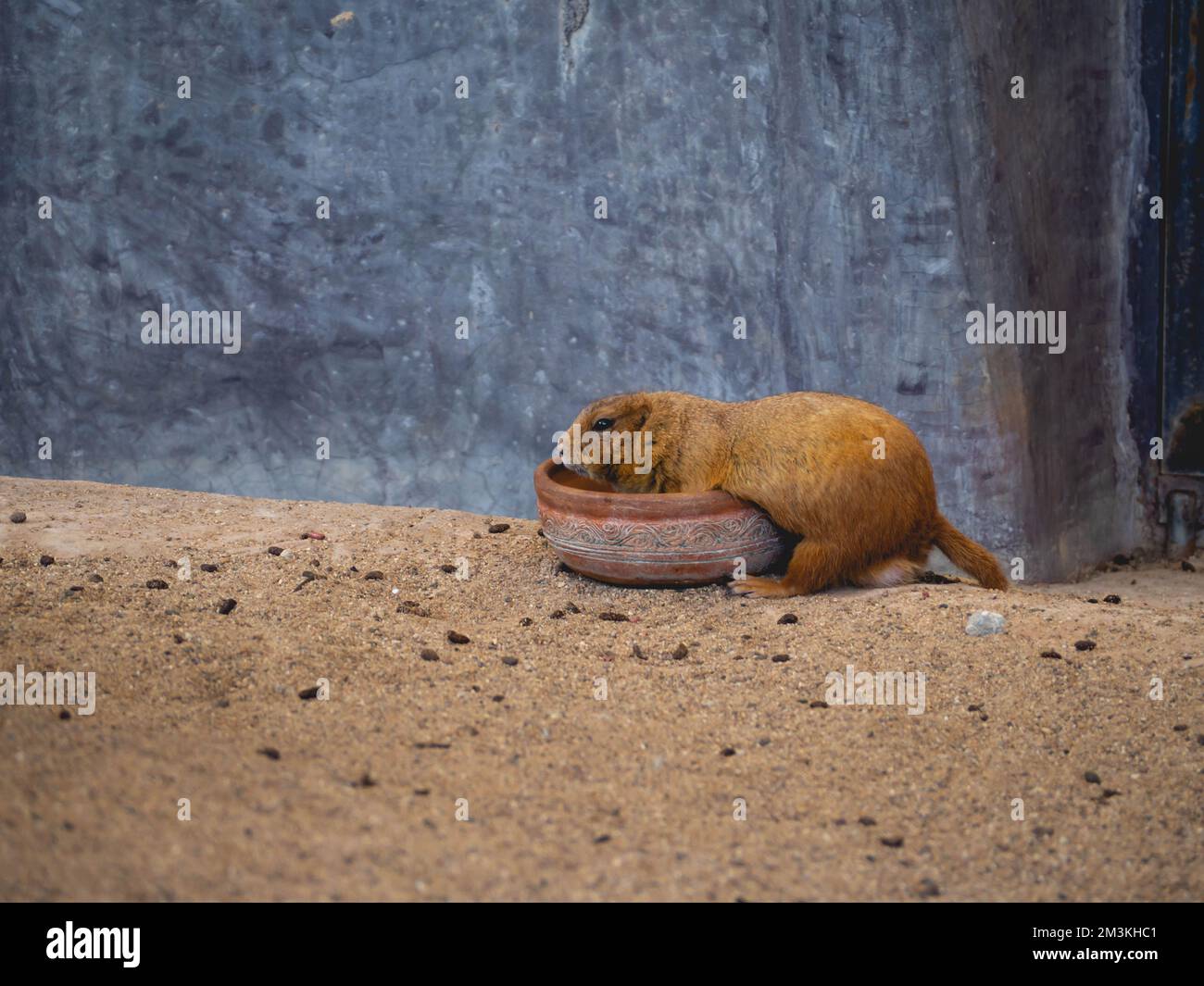 Colorado prairie dogs hi-res stock photography and images - Alamy
