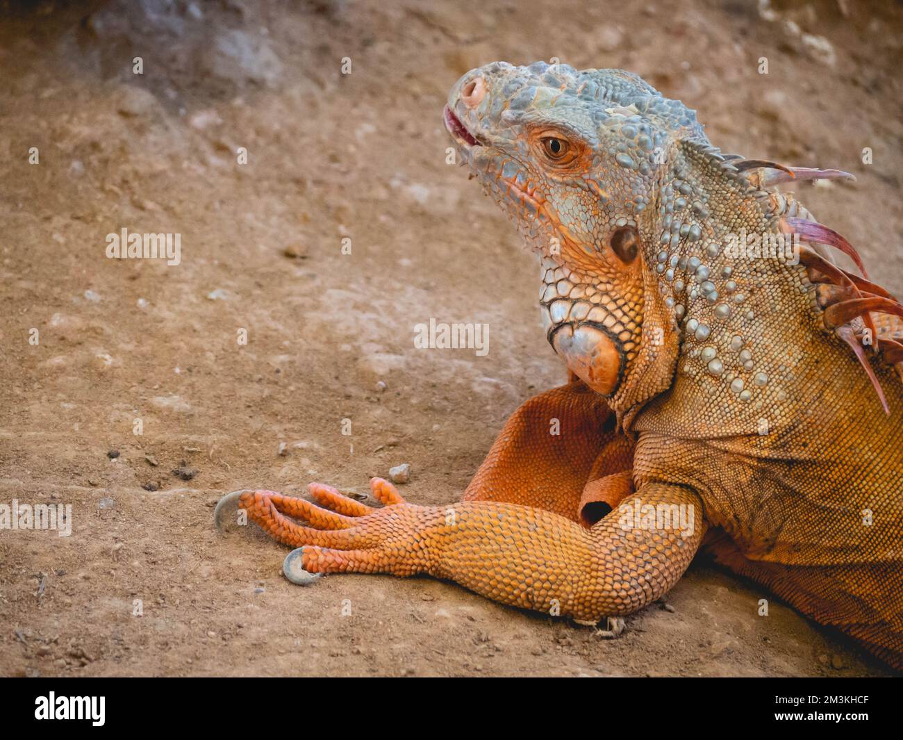 Pretty iguana hi-res stock photography and images - Alamy