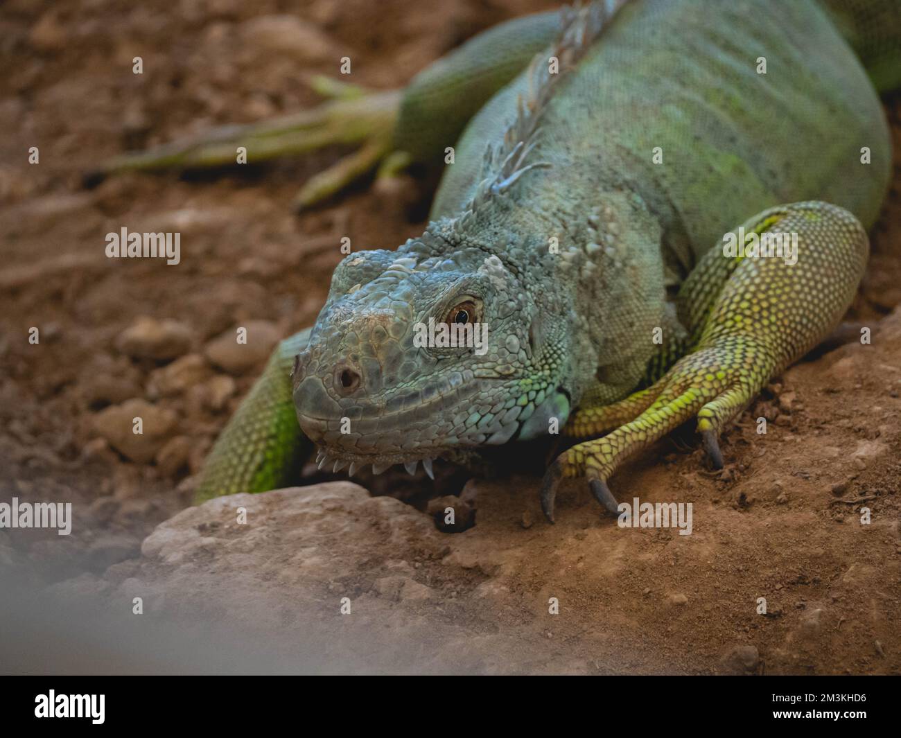 Iguana yellow, orange and green Stock Photo - Alamy
