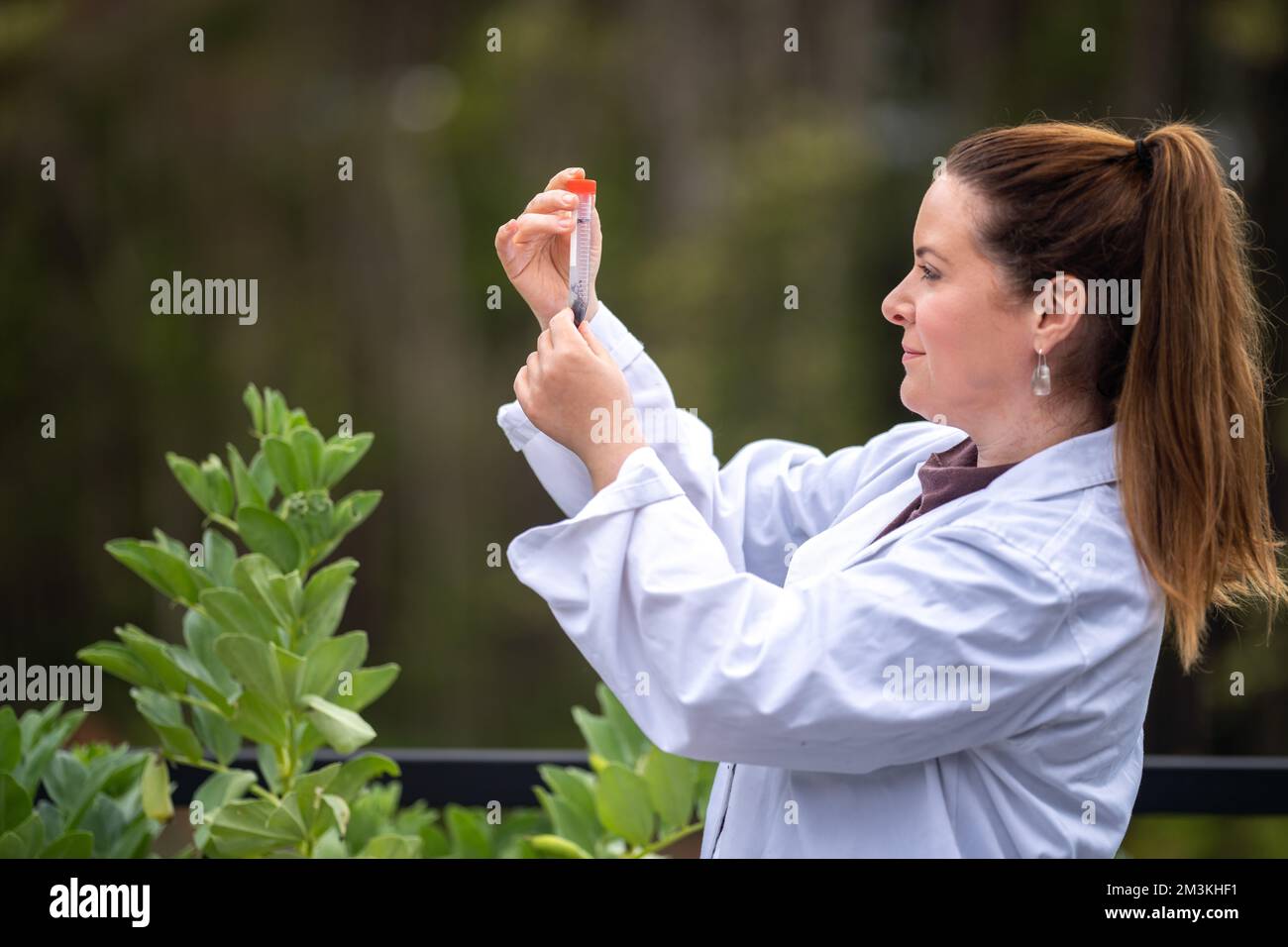female scientist studying agricultural research. woman farmer breeding ...