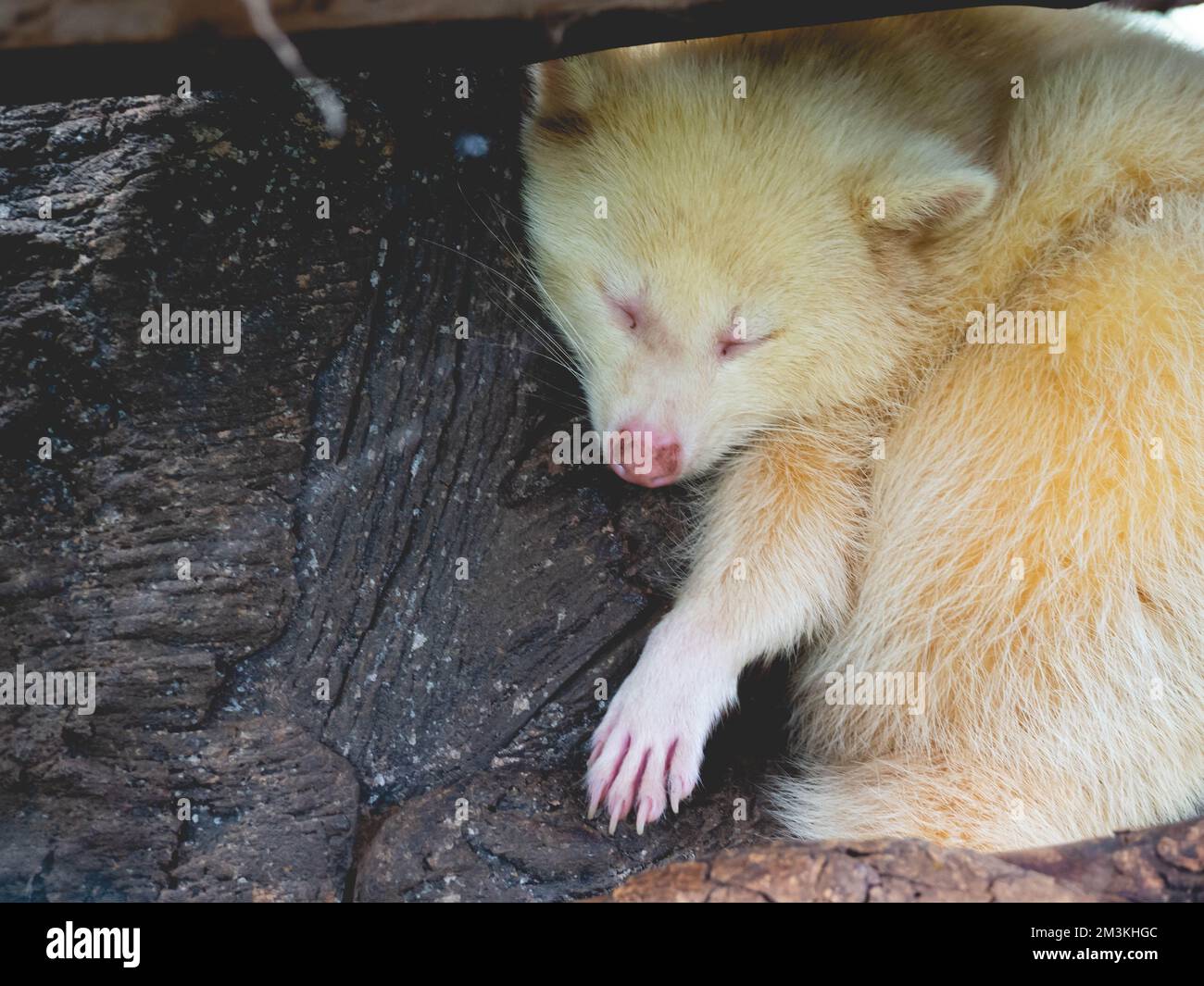 A furry animal sleeping on a tree Stock Photo - Alamy