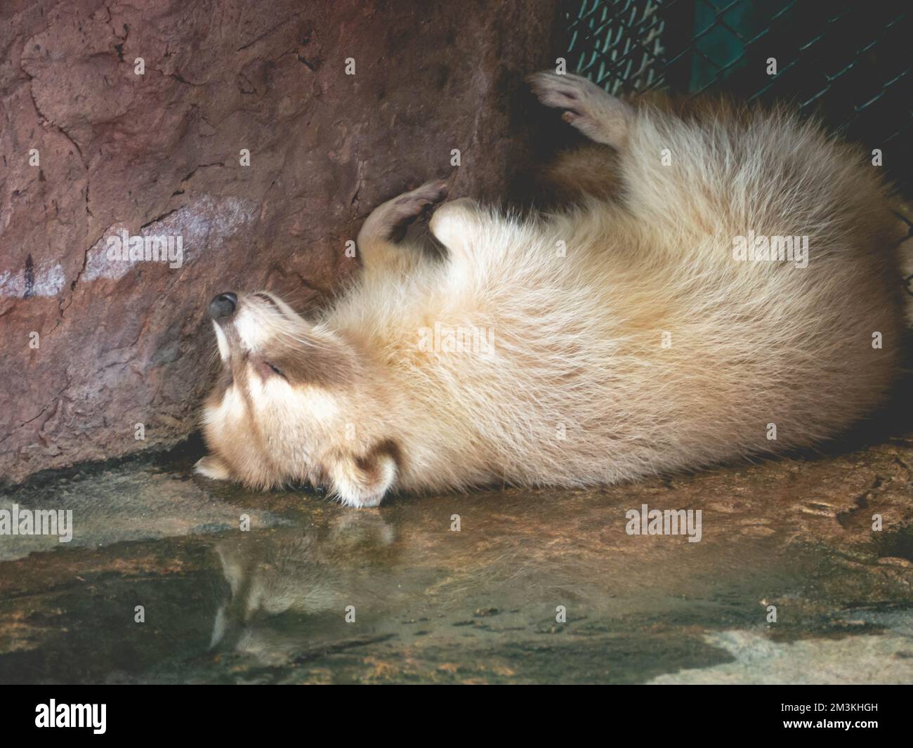 The fox slept on his stomach Stock Photo - Alamy
