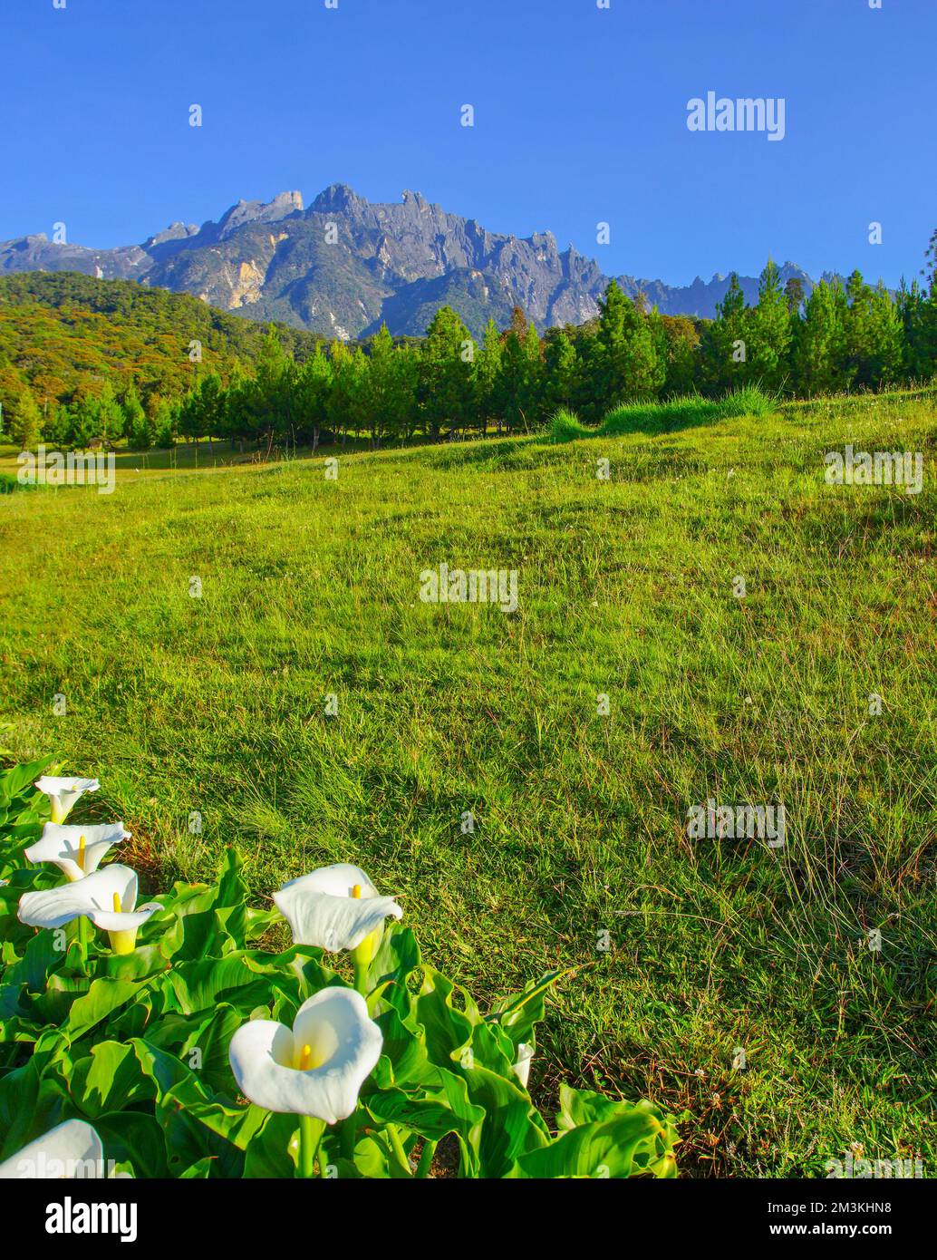 Post quake view of majestic Mount Kinabalu from maintained green lawn ...
