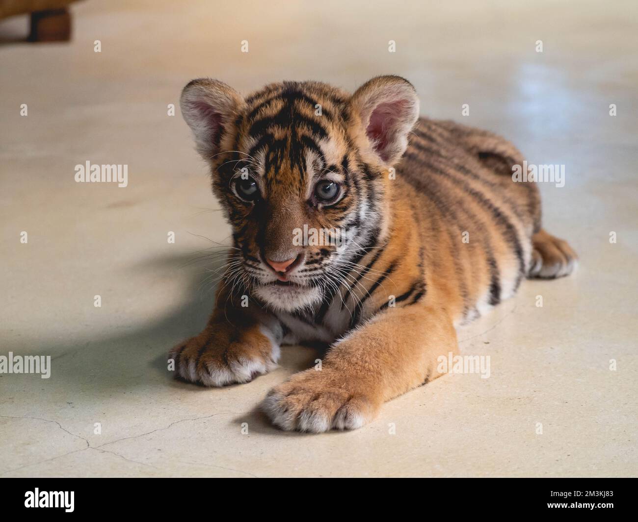 Little Tiger at Tiger Park Chonburi Province, Thailand Stock Photo - Alamy