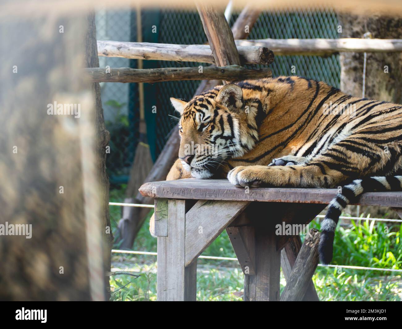 Streak for tigers hi-res stock photography and images - Alamy