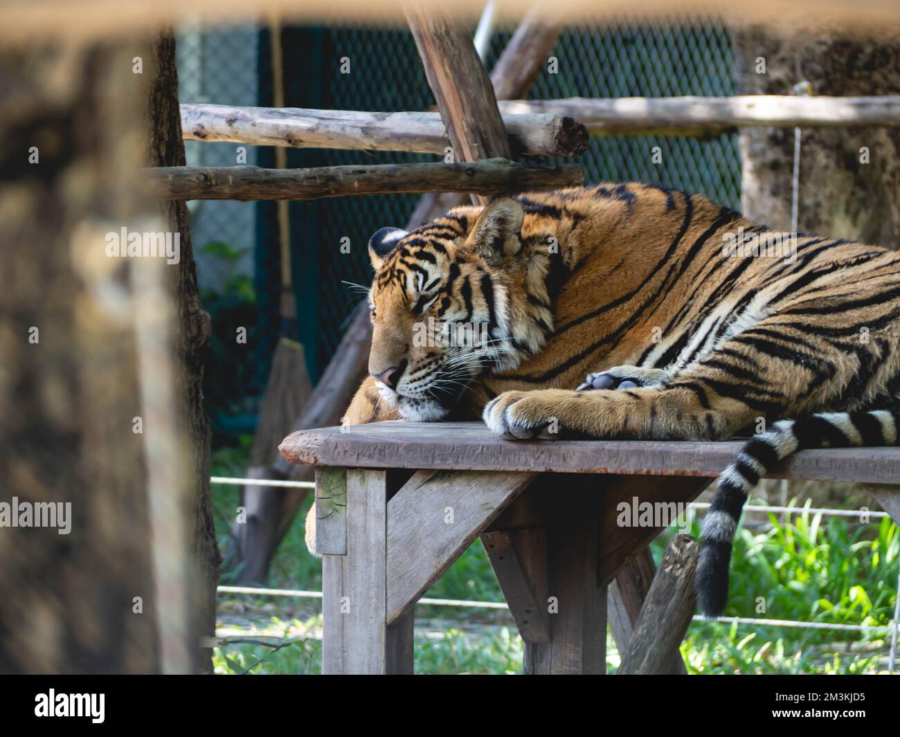 A big tiger sleeping on the table Stock Photo - Alamy