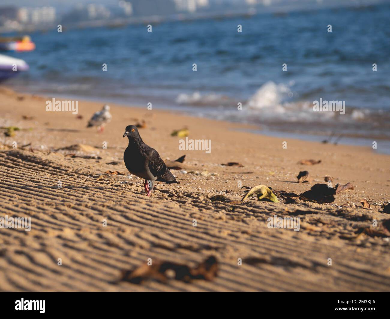 Pigeons on the sand hi-res stock photography and images - Alamy
