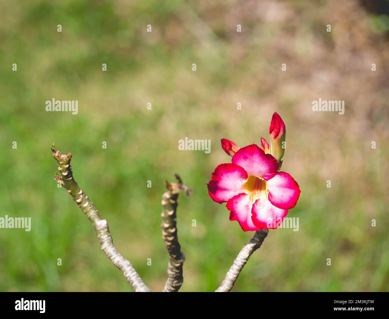 Species isolated branches hi-res stock photography and images - Alamy