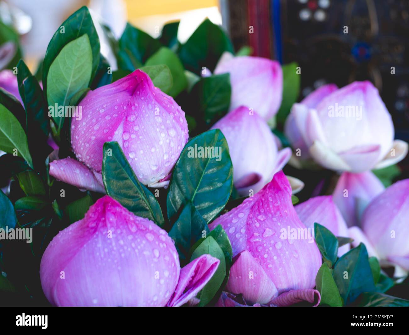 Purple lotus flower and many filaments Stock Photo - Alamy