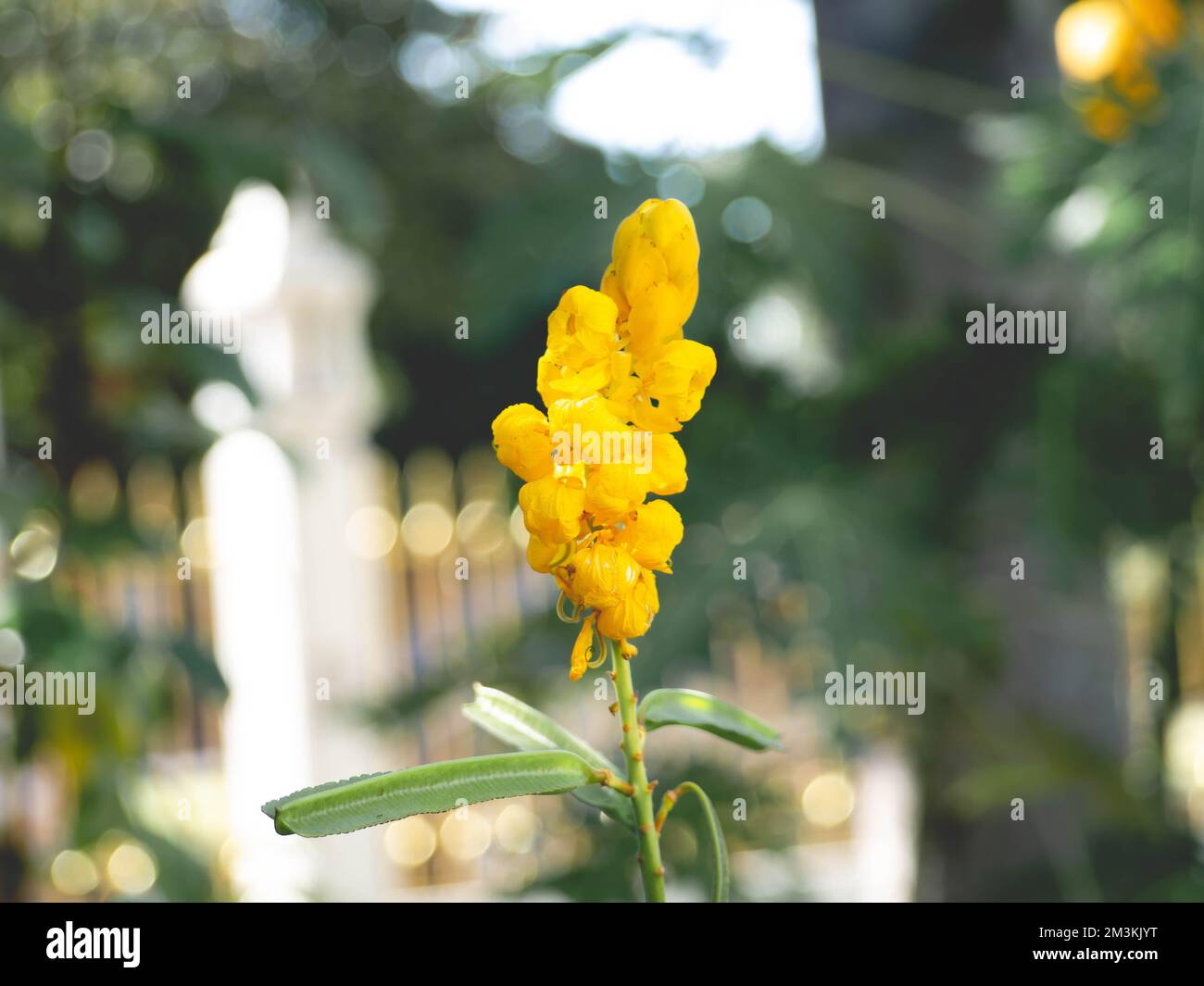 A bunch of yellow flowers planted in one tree Stock Photo - Alamy
