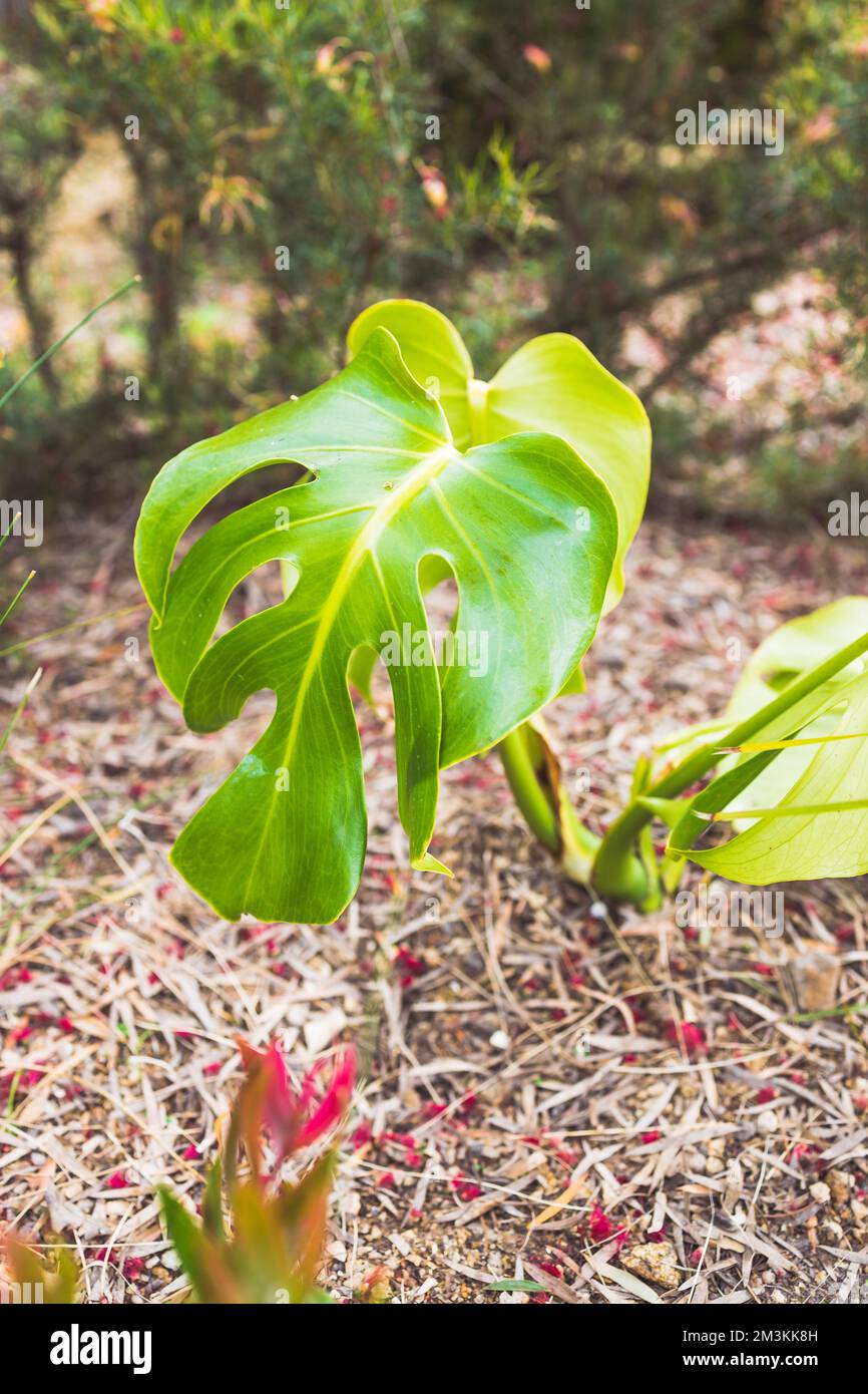 monstera plant outdoor in sunny backyard surrounded by tropical grasses ...