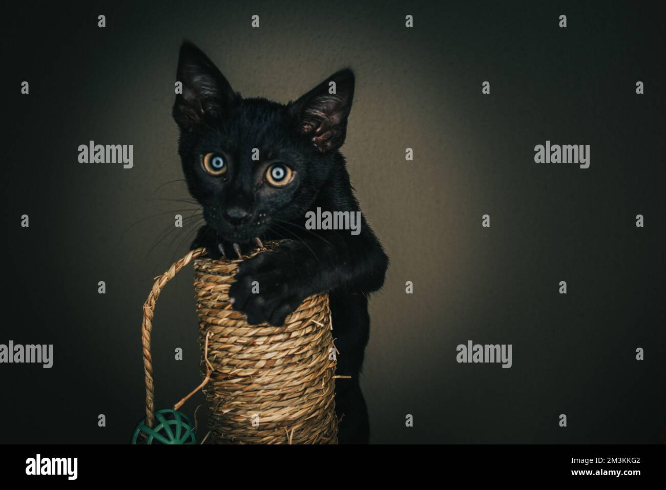 A closeup of a black kitten hugging a spool of thin rattan rope on a ...