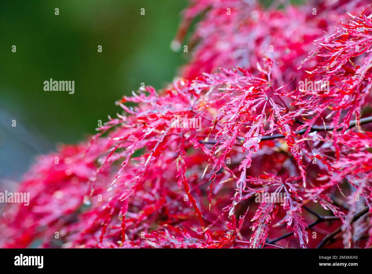 Autumn at Tokugawa Garden, Nagoya, Japan Stock Photo - Alamy
