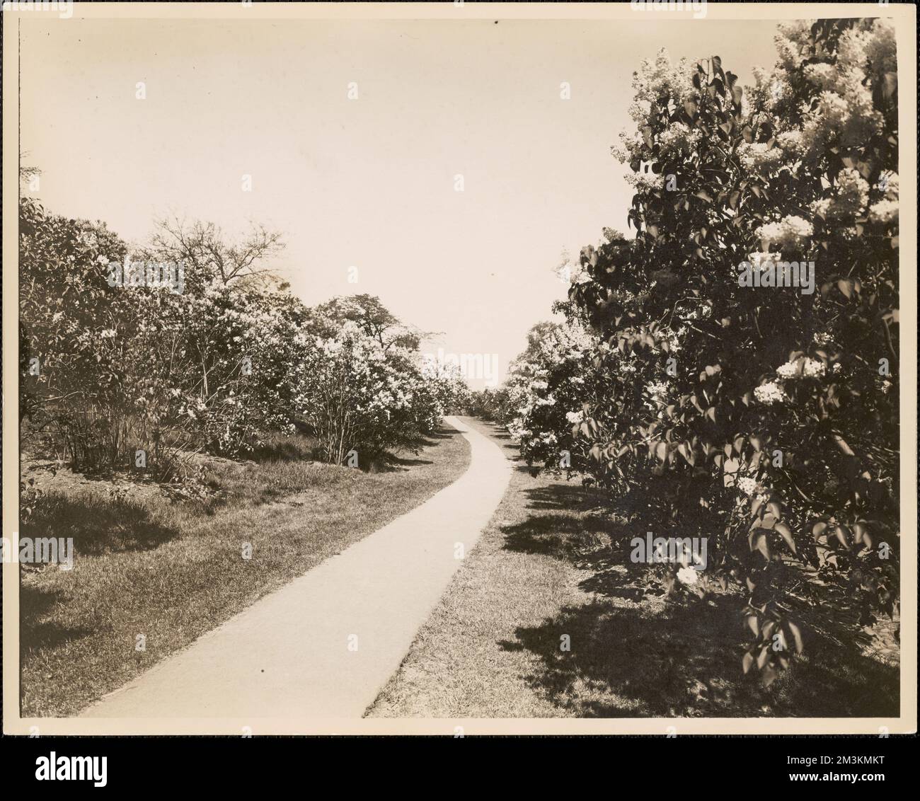 Path through lilacs in Arnold Arboretum , Flowers, Lilacs, Trails ...