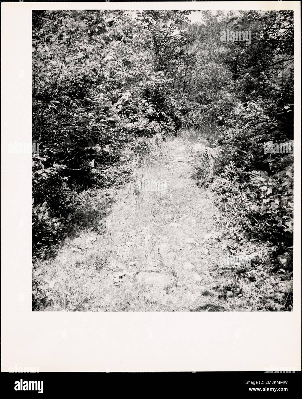 Pathway sharing typical surface of ground with rocks , Trails & paths ...