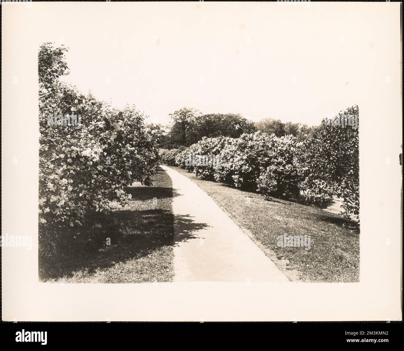 Path through the lilacs at Arnold Arboretum , Flowers, Lilacs, Trails ...
