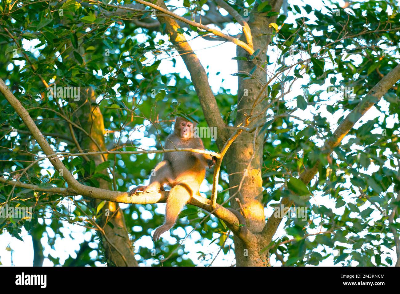 A Taiwanese macaque sits on a tree trunk. Sunlight hits its body. The ...