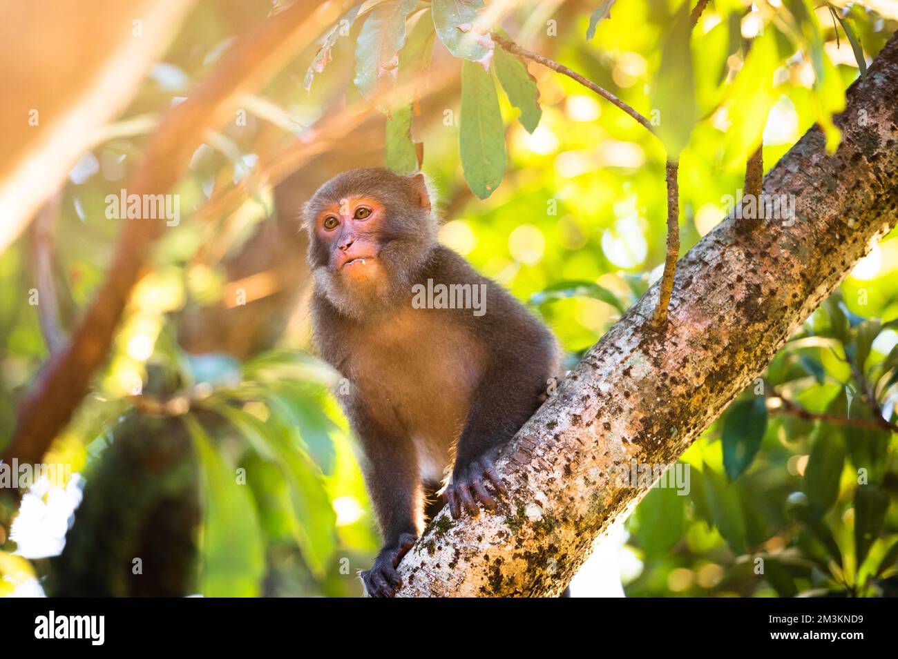 A Taiwanese macaque sits on a tree trunk. Sunlight hits its body. The ...