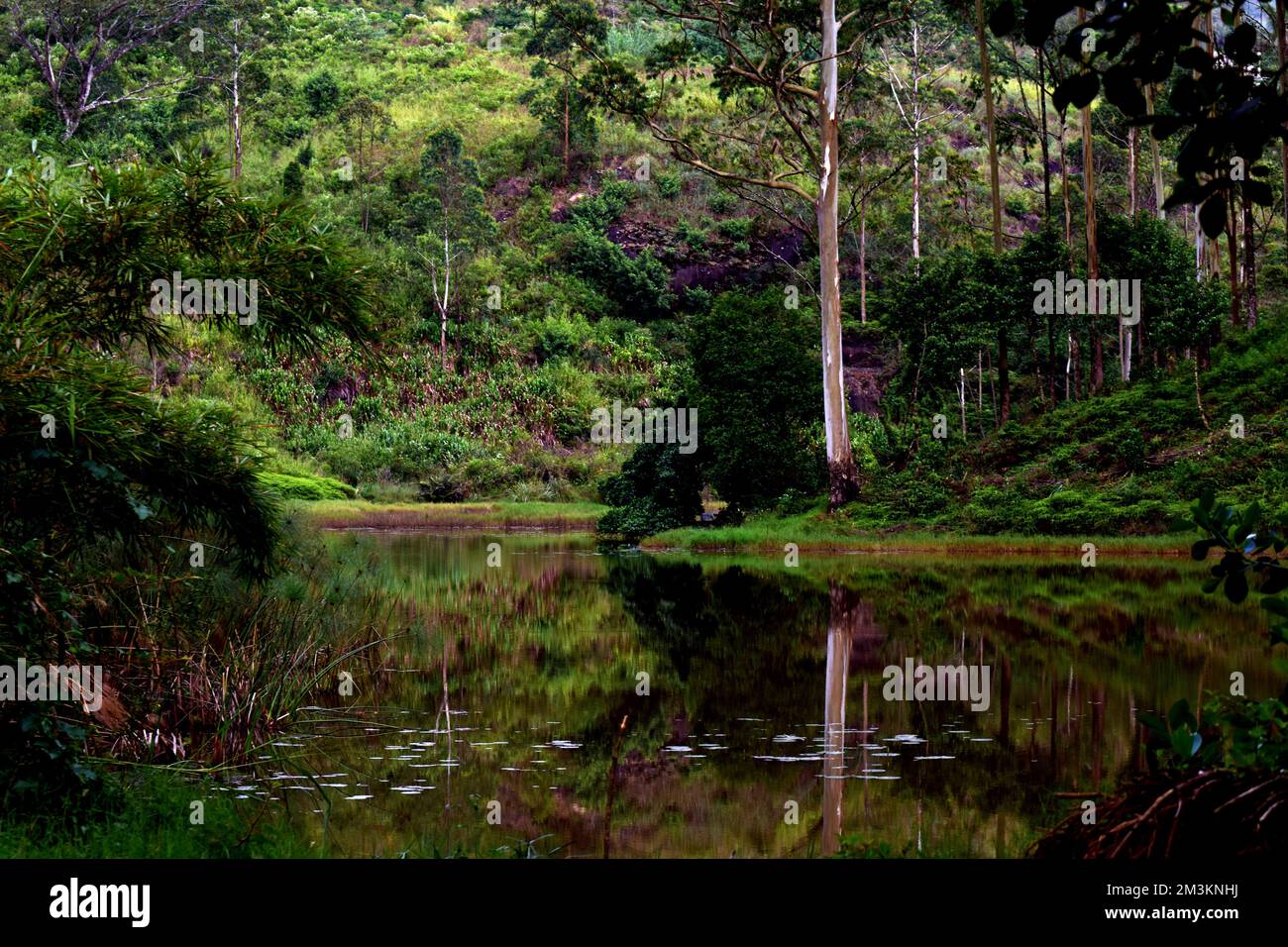 Sri lanka forest hi-res stock photography and images - Alamy