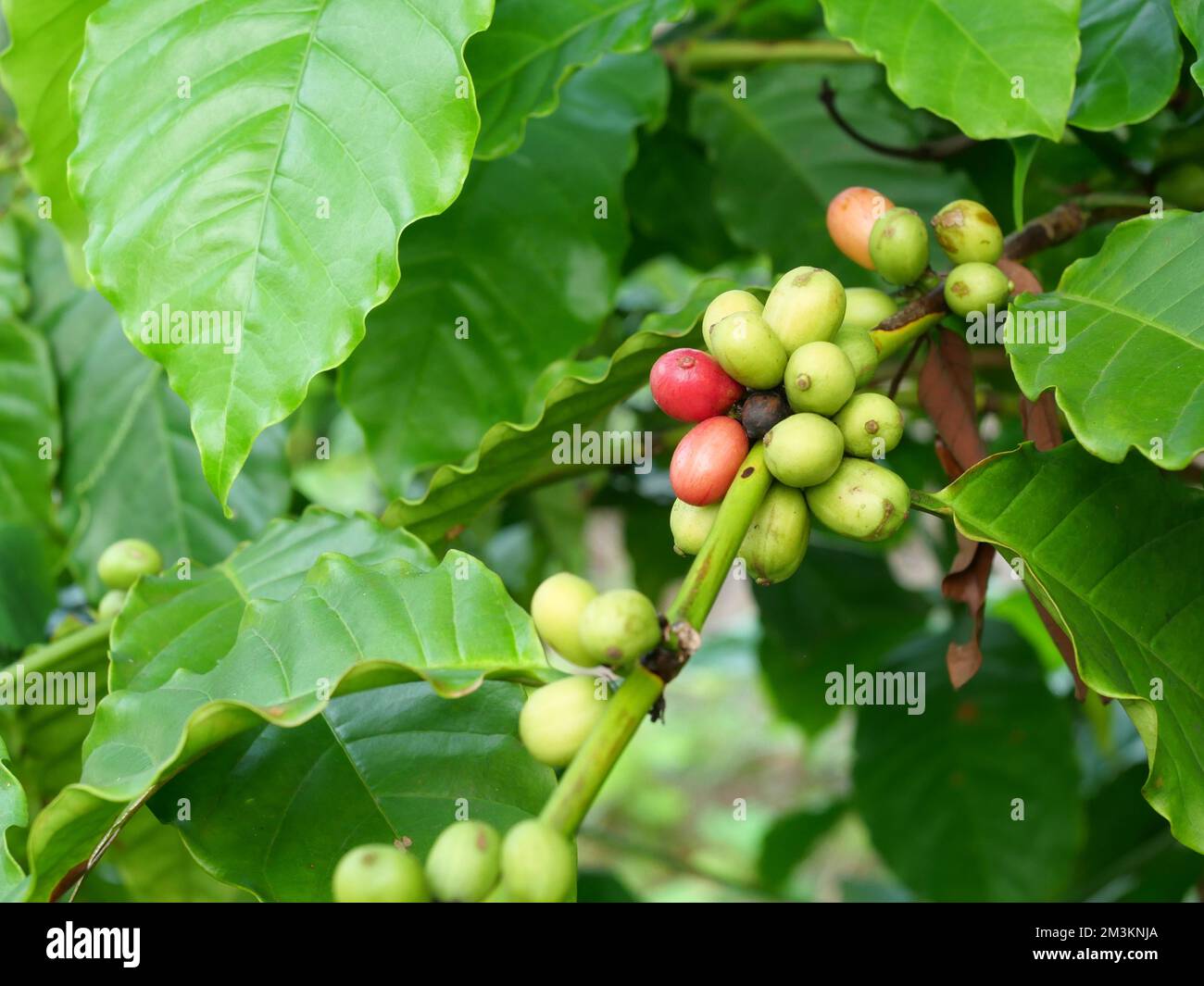 Raw with ripe red and green color coffee cherry beans on tree ...