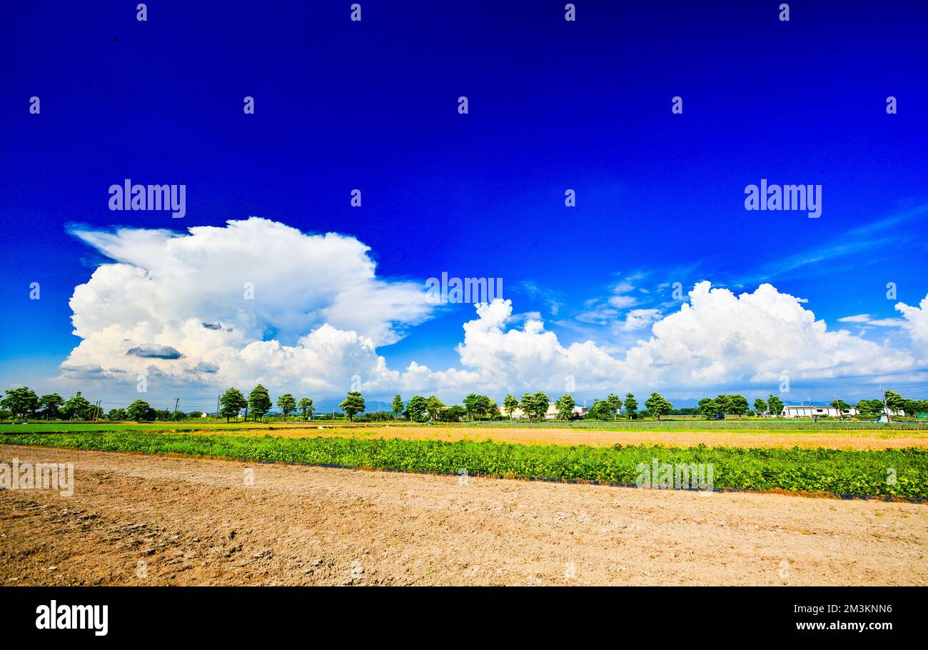 Blue sky and white clouds, green crops, yellow land rural field scenery ...